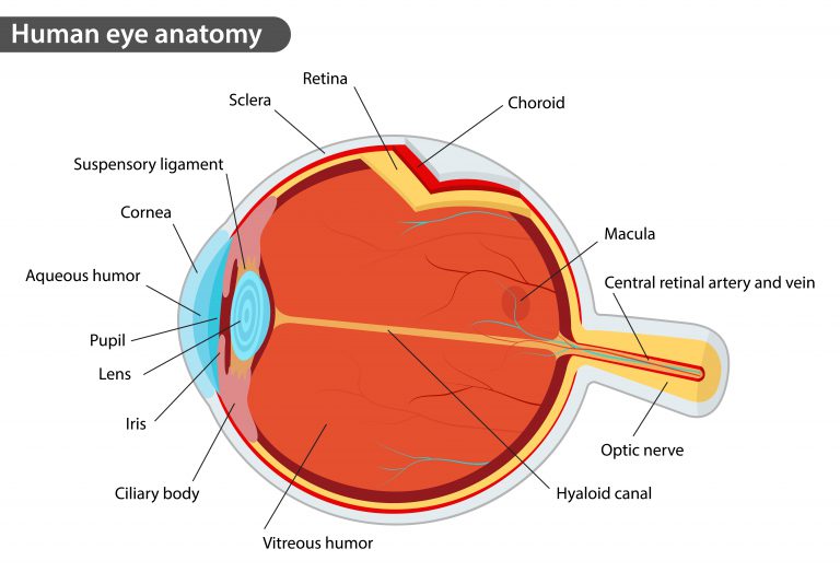 Retina Farmington, CT | Macular Degeneration | Diabetic Retinopathy | CO